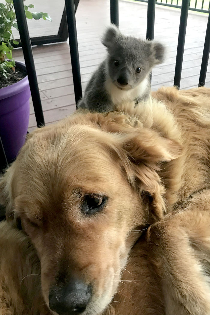 Golden Retriever Comes Home With A Baby Koala She Rescued