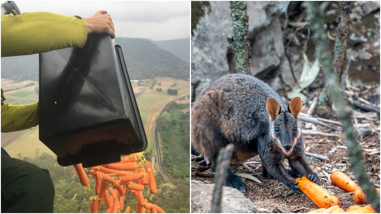 Choppers Make Rain Of Carrots To Feed Starving Wildlife In Australia