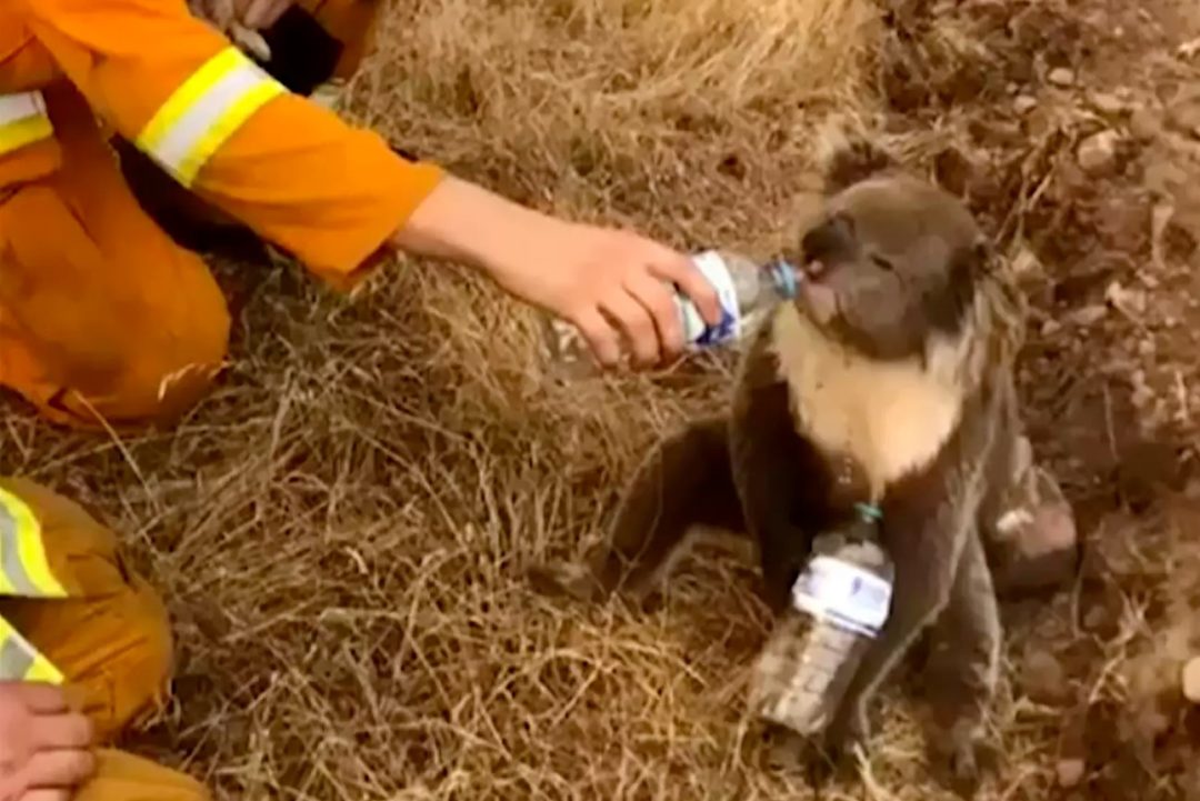 It all started when Patrick’s friend saw a dehydrated koala trying do ...