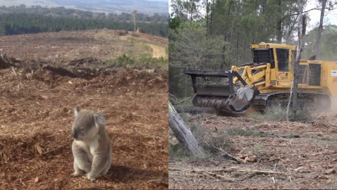 After Thousands of Koalas Died in the Bushfires, 500 More Killed During ...