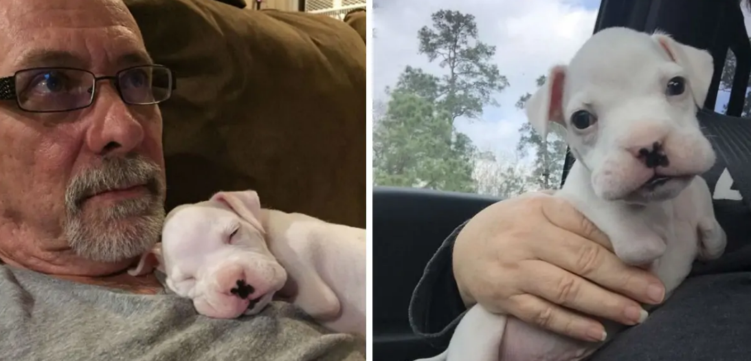 Boxer Who Was Born Without His Front Legs Is The Happiest Dog Alive