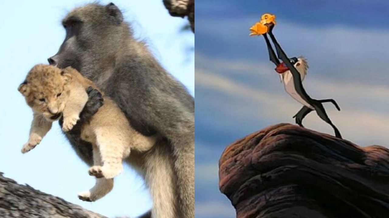 Baboon Steals a Lion Cub And Recreates Iconic Simba Scene
