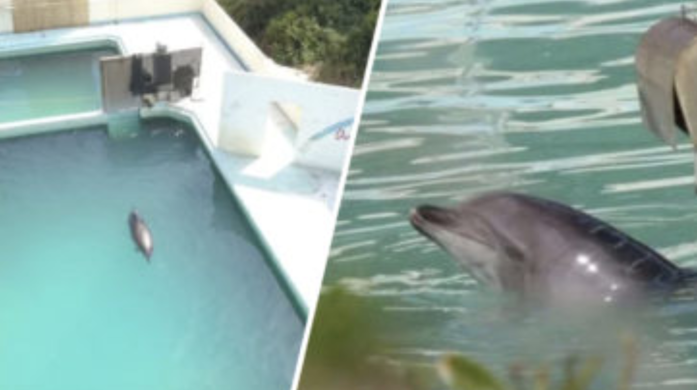 World's Loneliest Dolphin dies after 15 years in captivity