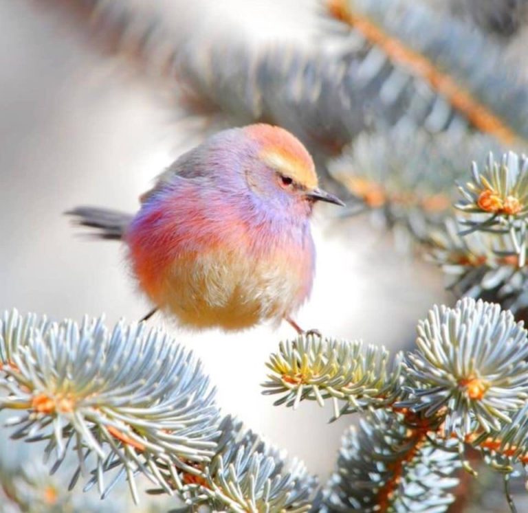 Meet The White-Browed Tit-Warbler, The Rainbow Colored Bird In ...