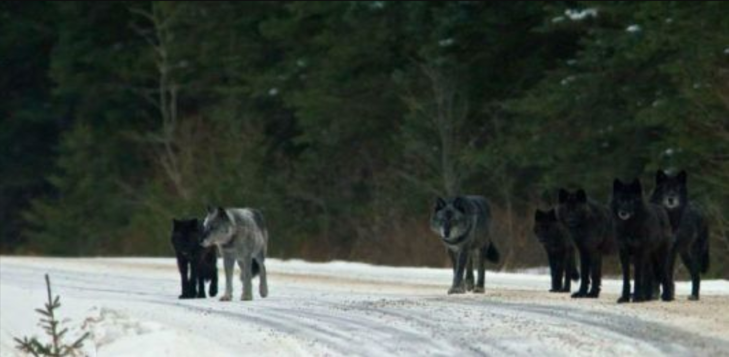 Wolves Were Released Back In Their Natural Habitat And The Effects On ...