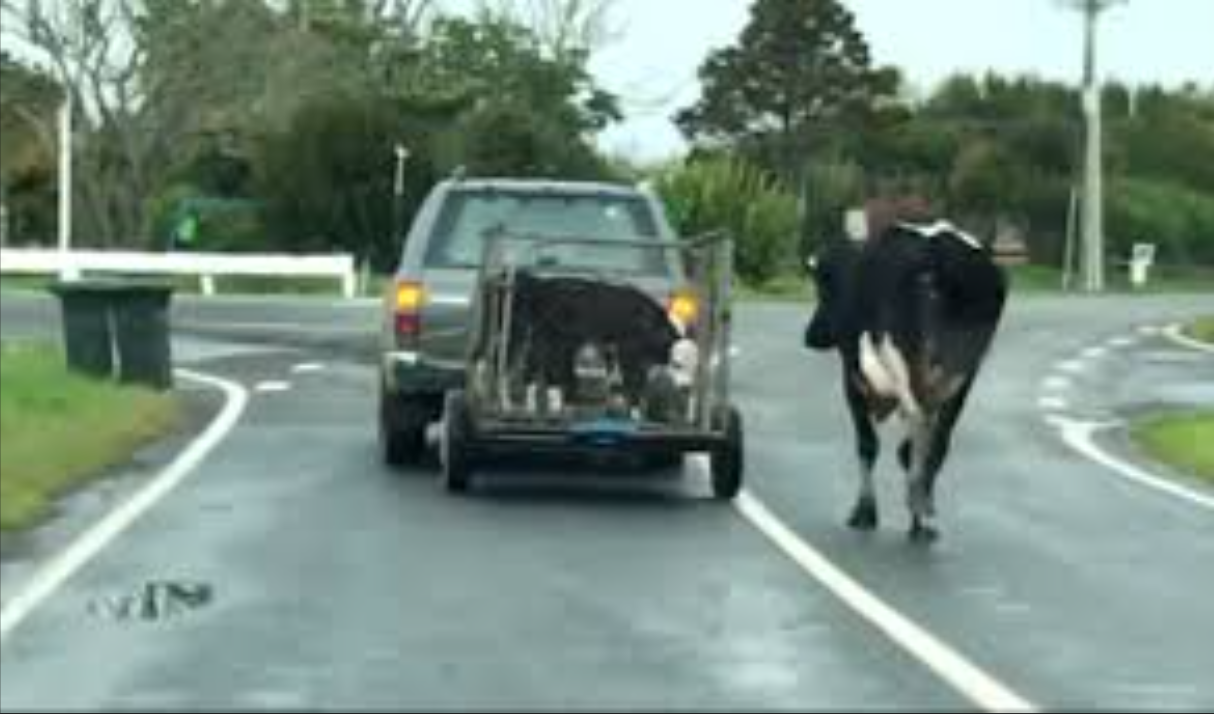 VIDEO: Mother Cow Runs After Her Calves Were Taken By Force | Pawsitive ...