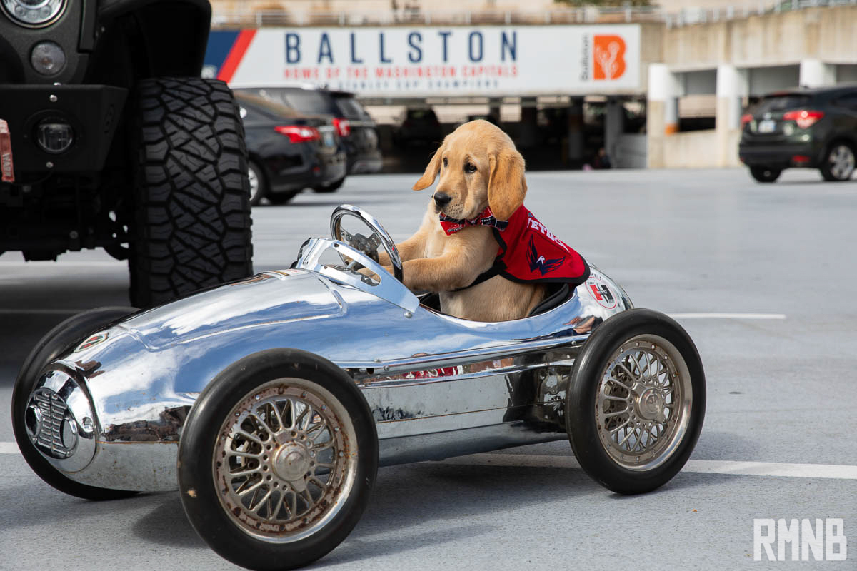 Meet The Washington Capitals’ Cute Puppy, Captain, Who Was Also Voted ...