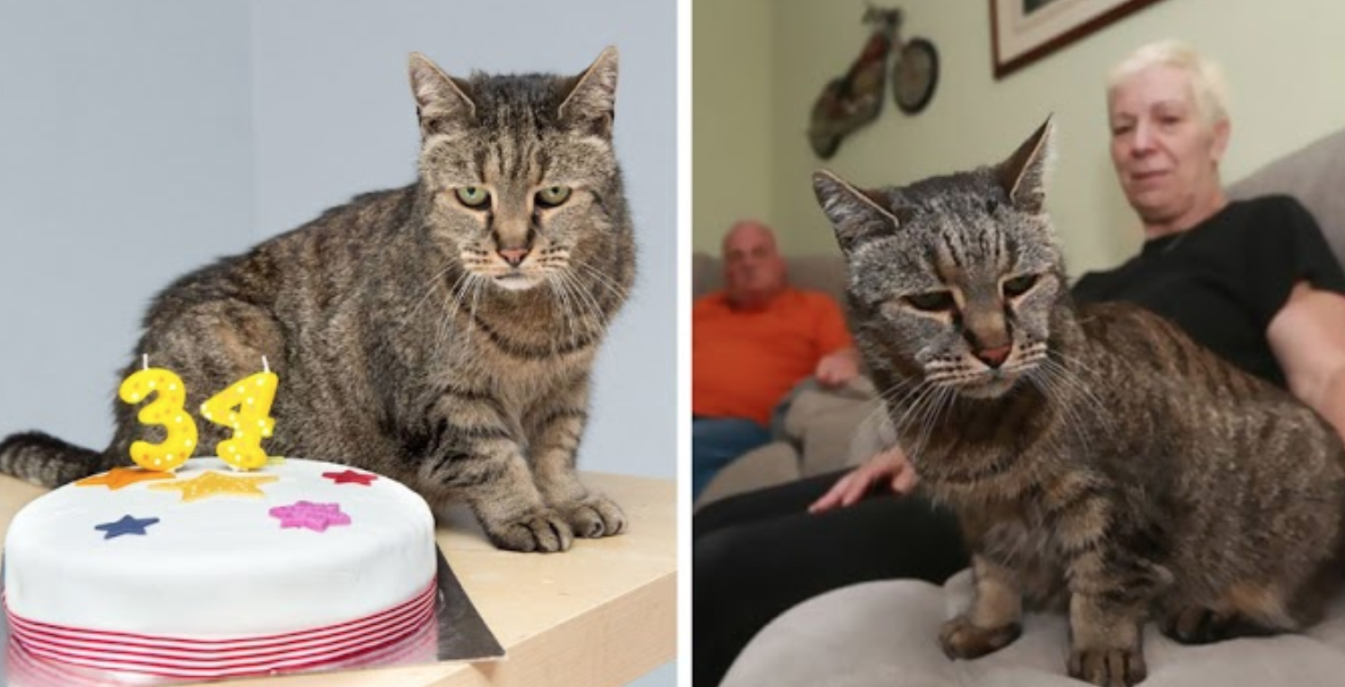 The Oldest Cat In The World Adopted In 1986 Celebrates Her 34nd the-oldest-cat-in-the-world-adopted-in-1986-celebrates-her-34nd