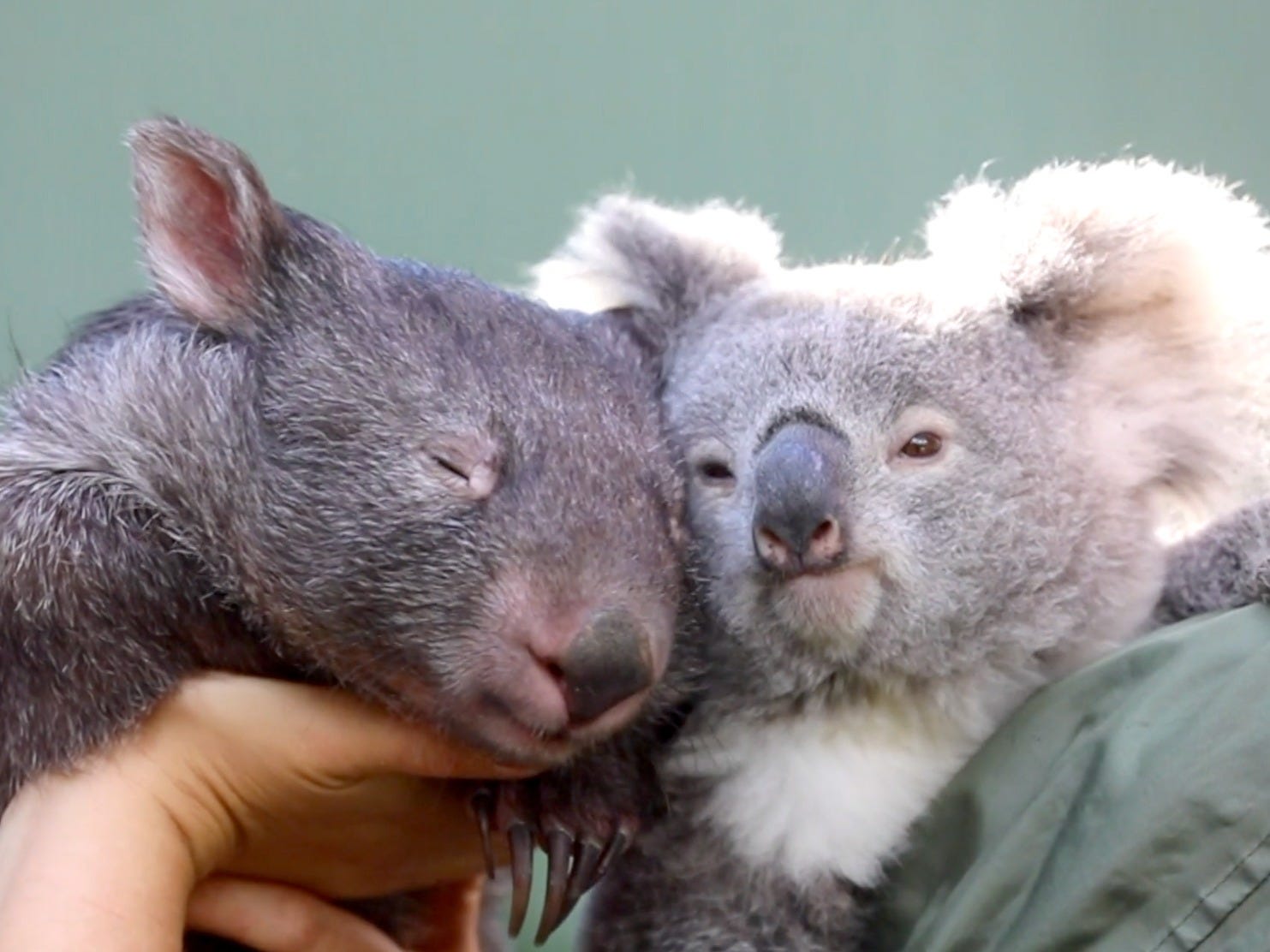 Koala And Wombat Become Best Friends After Meeting At An Australian Zoo ...