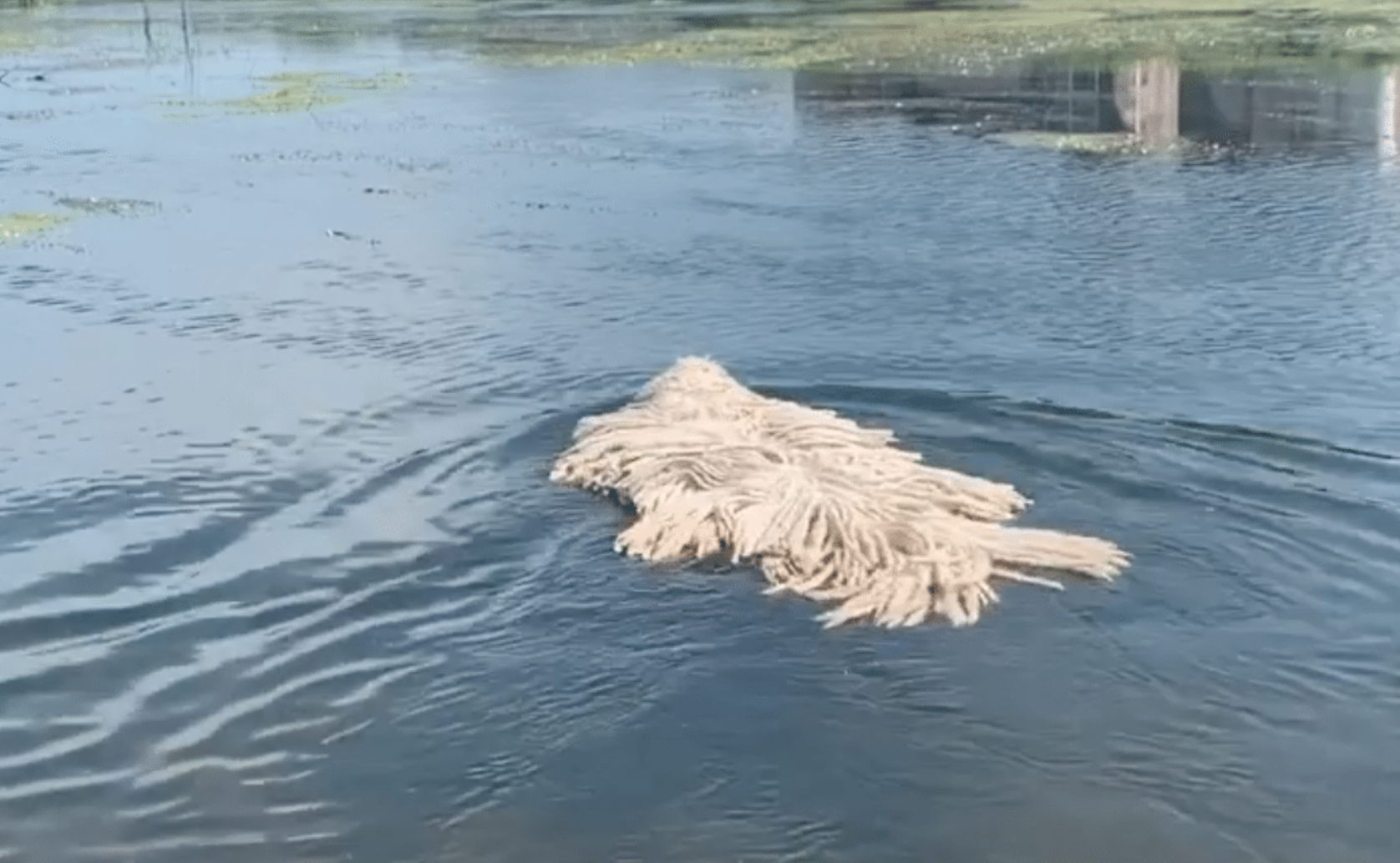 Mop-Looking Dog Breaks The Internet After Swimming In A Lake ...