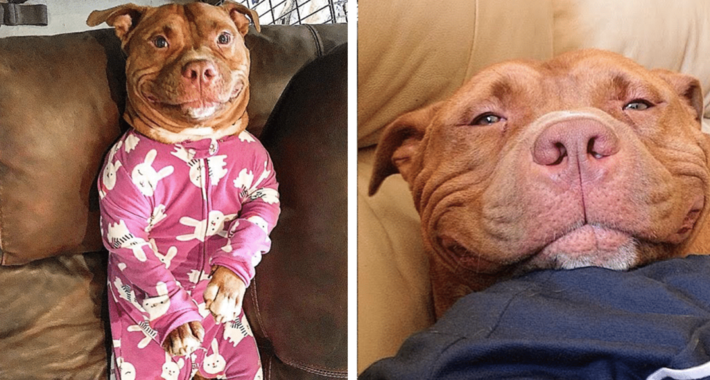 Dog Can't Stop Smiling After Getting Adopted - Pawsitive Club